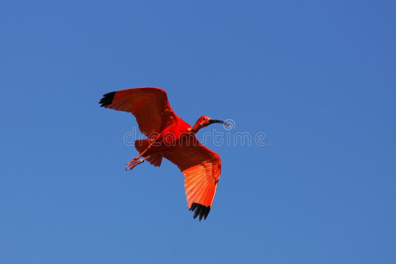 Flying ibis stock image. Image of wilderness, water, plumage - 16143743