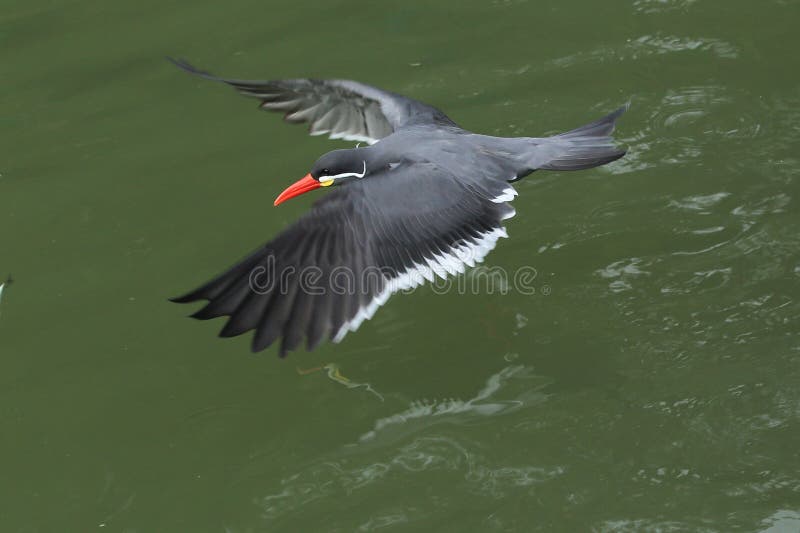 Flying inca tern stock photo. Image of beak, larosterna - 236164562