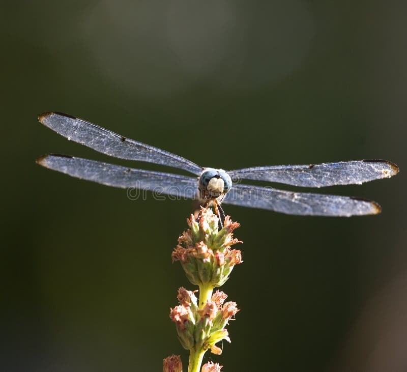 Flying insect stock image. Image of blue, pink, dragon - 10389117