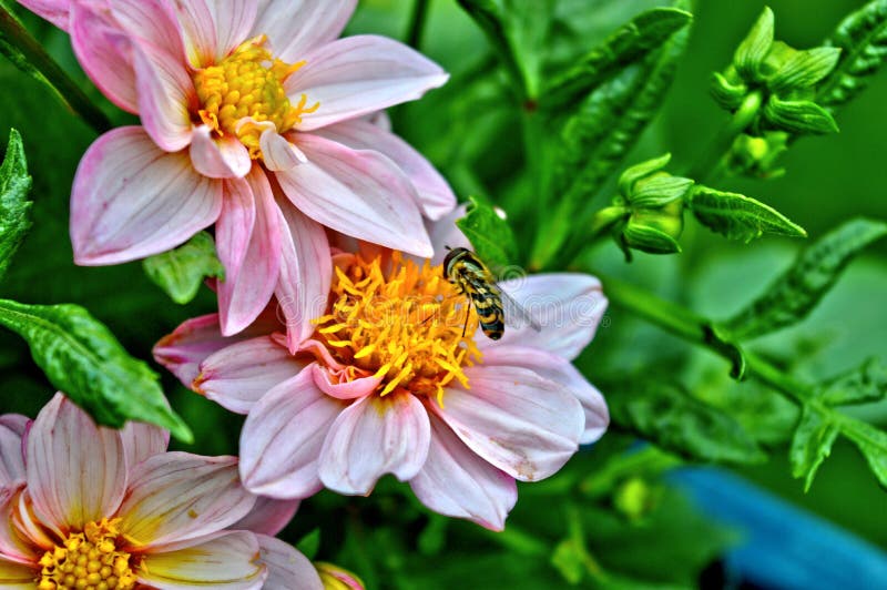 Flying Insect on Dahlia Flower Stock Image - Image of close, flower ...