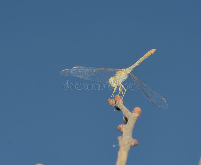Dragonfly stock photo. Image of insect, double, flying - 126070770