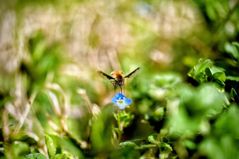 Flying Insect Feeds on Blue Flower Stock Photo - Image of gallio ...