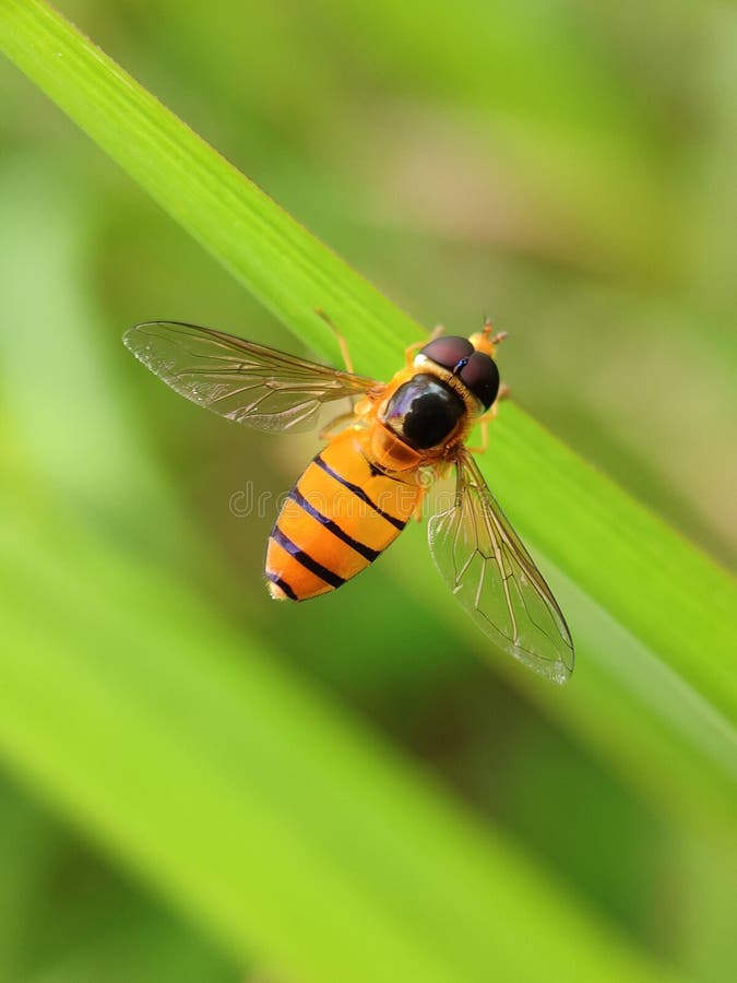 Flying insect stock photo. Image of yellow, arthropod - 208712114