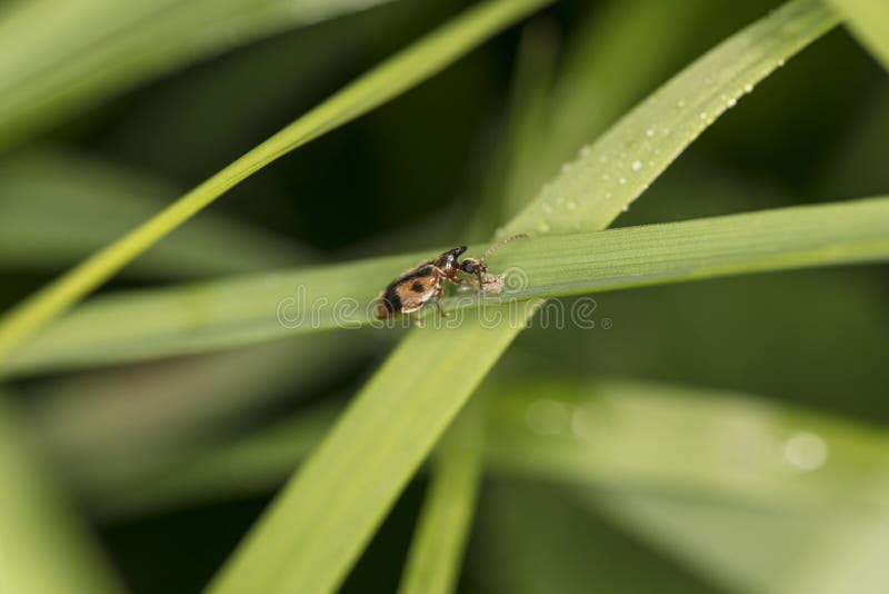 Flying Insect on the Grass, View from Above Stock Image - Image of ...