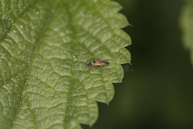 Flying Insect on the Grass, View from Above Stock Image - Image of ...