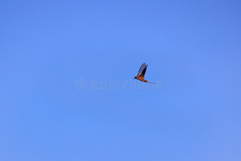 Flying Insect Grouped in the Order Ephemeroptera Flying Stock Photo ...