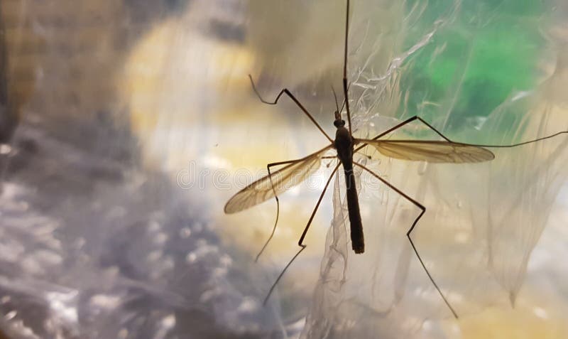 Flying Insect Scarab Beetle Stock Photo - Image of animal, china: 20649044