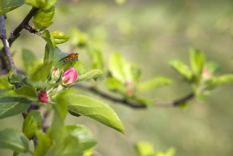 Flying Insect Perched on a Leaf Stock Image - Image of green, macro ...