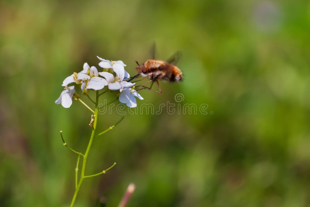 A Flying Insect Pollinates a Flower in a Meadow Stock Image - Image of ...