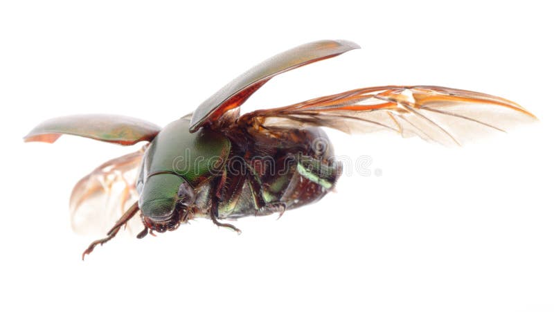 Flying scarab beetle stock photo. Image of isolated, antenna - 15804994