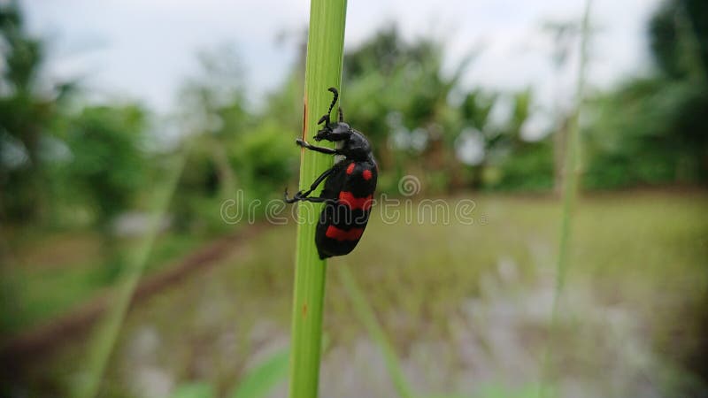 Flying Insect Try To Climb the Grass Stock Photo - Image of insect ...