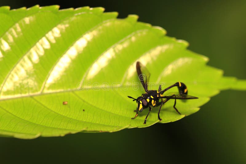 Flying insect on leaf 4 stock photo. Image of wildlife - 30187864