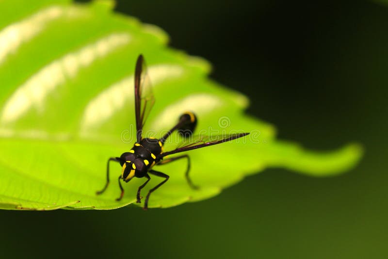Flying insect on leaf 3 stock image. Image of jungle - 30187869