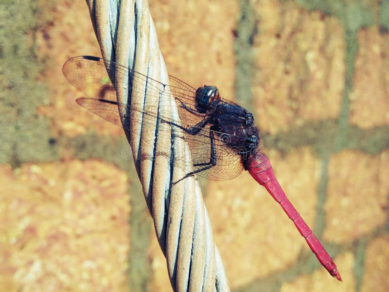 Flying Insects stock image. Image of small, wild, flying - 125308399