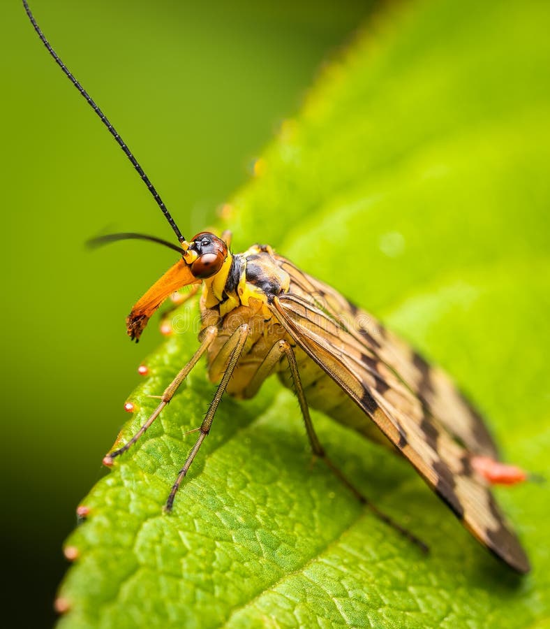 Flying Scorpion Stock Photos - Free & Royalty-Free Stock Photos from ...
