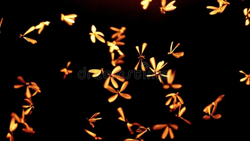 Flying insects stock image. Image of season, rainy, rain - 138606259
