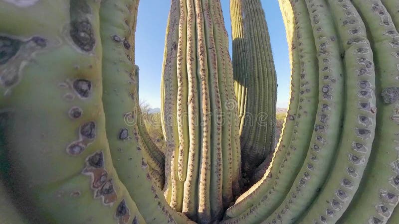 Flying Inside a Saguaro Cactus Stock Video - Video of quiet, desert ...