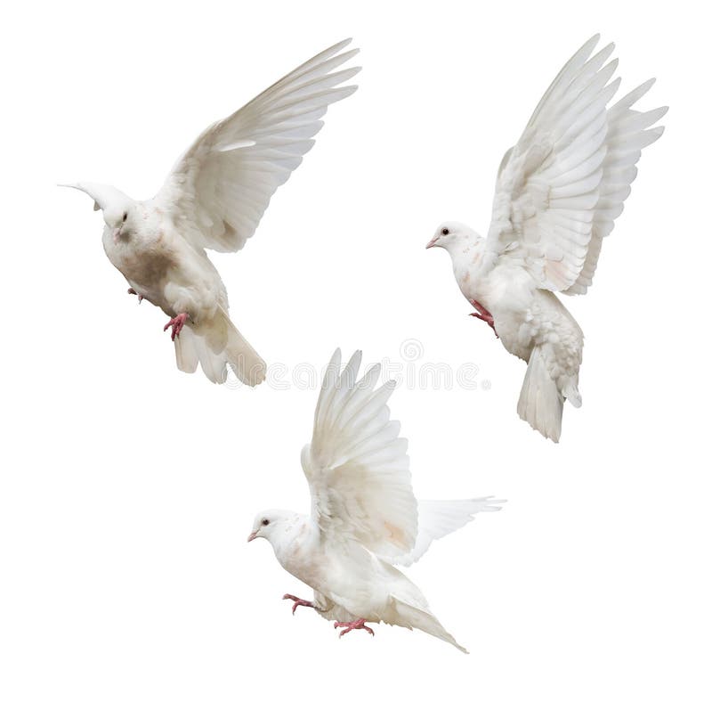 17,315 Doves Stock Photos - Free & Royalty-Free Stock Photos from ...