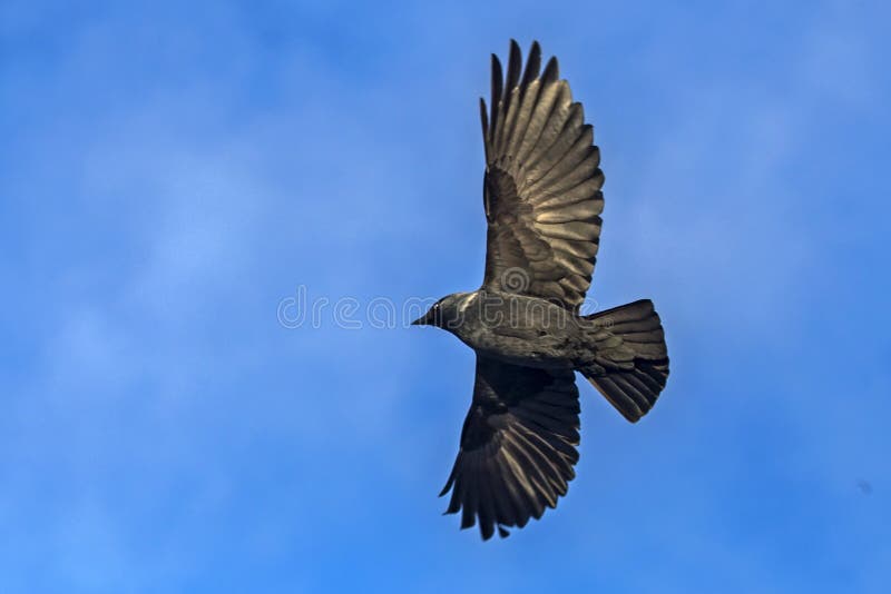 Flying Jackdaw Coloeus Monedula. Stock Photo - Image of black, landing ...