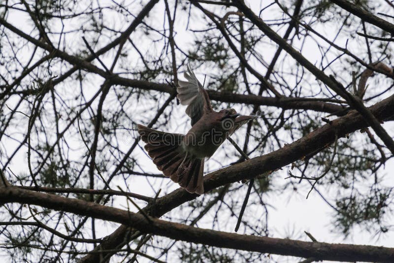 Flying Jay Bird Under a Tree Branches Stock Photo - Image of plumage ...