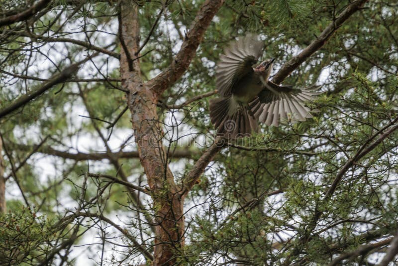 Flying Jay Bird Under a Tree Branches Stock Photo - Image of wings ...