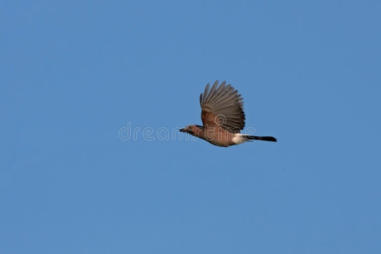 Flying Jay stock image. Image of ornithology, beak, park - 31124175