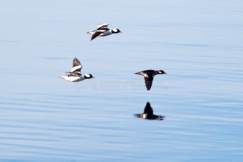 Flying Just Above the Water. Stock Photo - Image of idaho, motion: 22671318