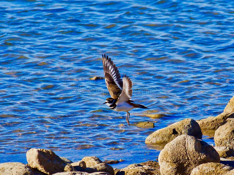Flying Killdeer stock photo. Image of flight, olympus - 107044962