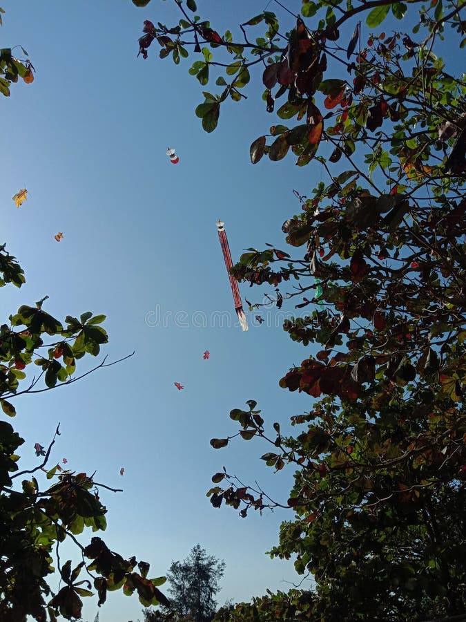 Flying Kites stock photo. Image of spring, plant, blossom - 294580904