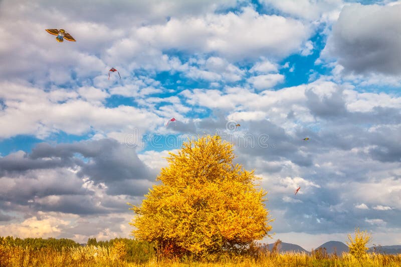 Flying Kites Over a Tree in Autumn Stock Photo - Image of high, outdoor ...