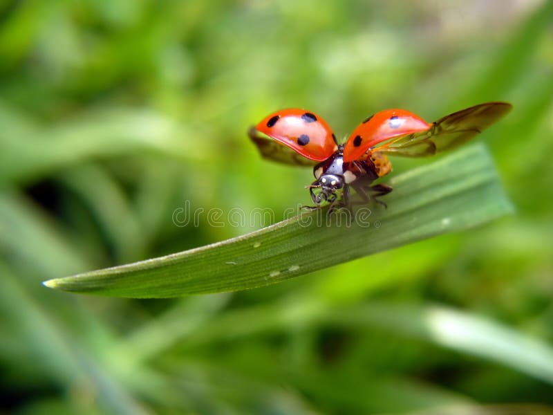 1,500+ Ladybird Free Stock Photos - StockFreeImages