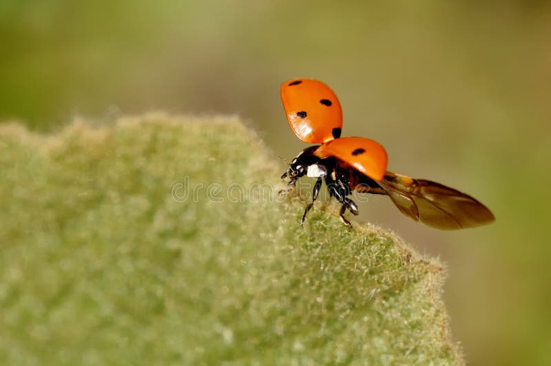 Flying ladybug stock image. Image of macro, animals, wildlife - 32694629
