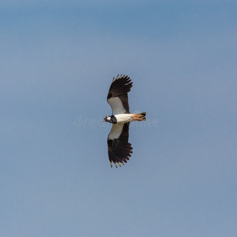 Flying Lapwing Bird Vanellus Vanellus, Blue Sky, Spread Wings Stock ...