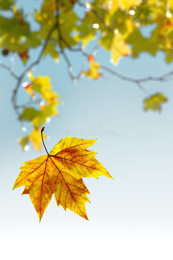 Flying Leaf stock image. Image of contryside, bush, fall - 6721787