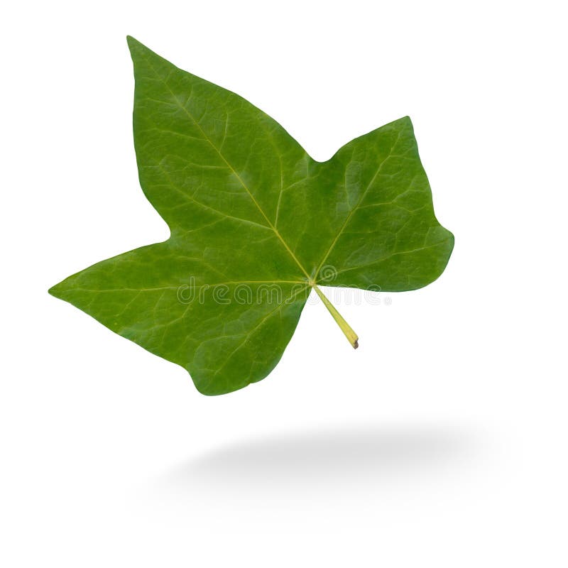 Flying Leaf stock image. Image of contryside, bush, fall - 6721787