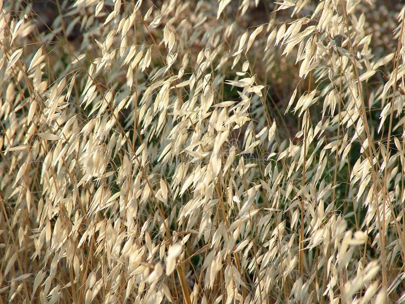 Flying leaves stock photo. Image of flying, desktop, leaves - 116074