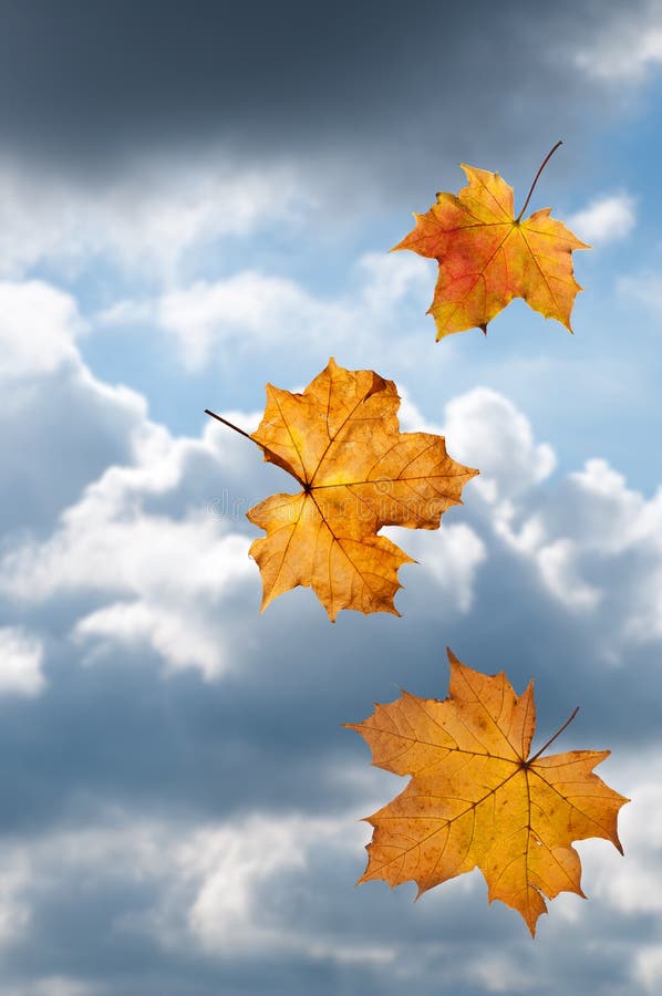 Flying leaves stock image. Image of symbolism, montage - 27206703