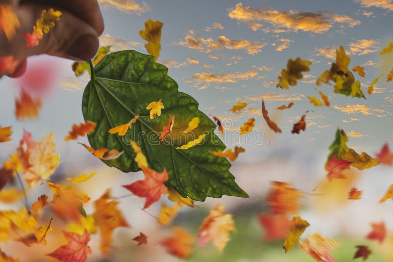 Flying leaves stock image. Image of gold, dead, design - 233655639