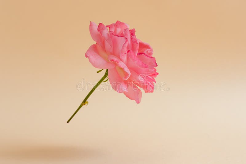 Flying or Levitating Fresh Pink Rose on a Neutral Background with Space ...