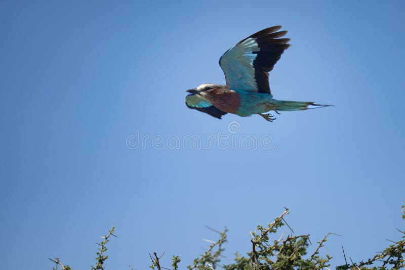 Flying Lilac Breasted Roller in Africa Stock Photo - Image of wildlife ...