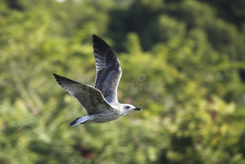 Flying little gull stock image. Image of minutus, larus - 16229821