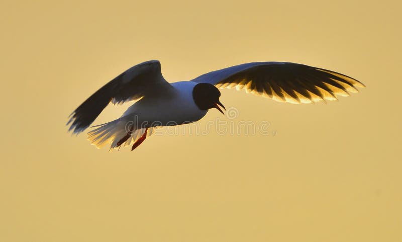 A Flying Little Gull (Larus Minutus). Stock Photo - Image of europe ...