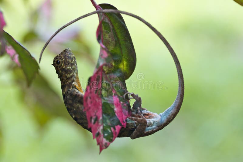 Flying lizard stock image. Image of hanging, lizard, calendar - 23795569