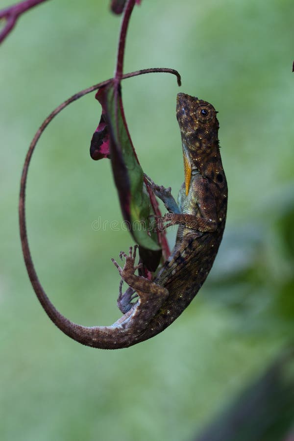 Flying lizard stock image. Image of flores, komodo, indonesia - 13718399