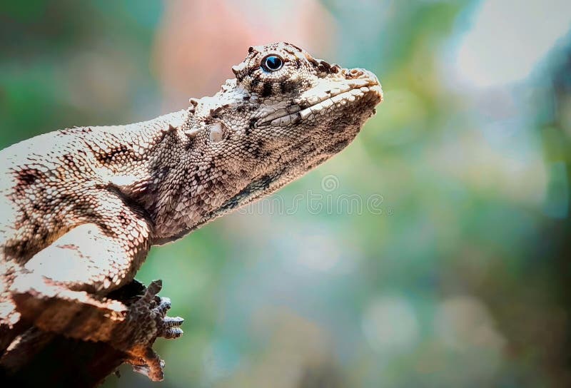 Cekibar Stock Photos - Free & Royalty-Free Stock Photos from Dreamstime