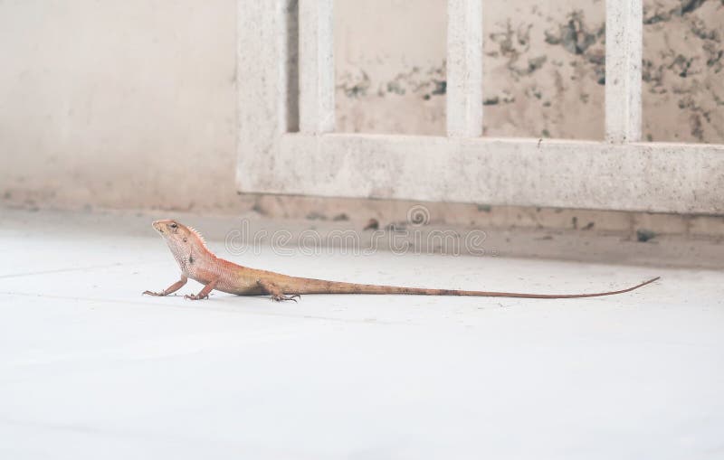 Flying Lizard Crawled on the Tree Stock Image - Image of dragon, draco ...