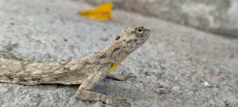 This Flying Lizard is Crawling on Cast Concrete Stock Photo - Image of ...