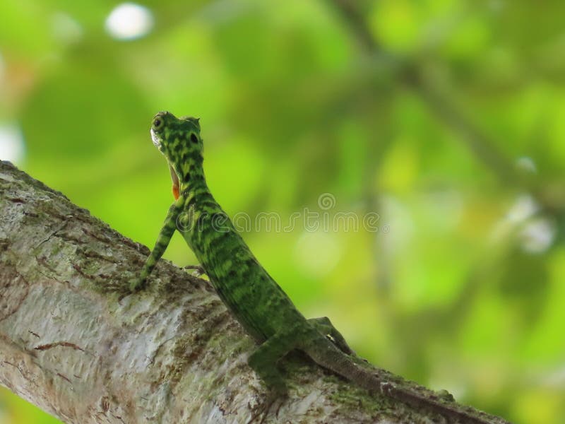 Flying Lizard & X28;draco Volans& X29; Stock Photo - Image of wildlife ...