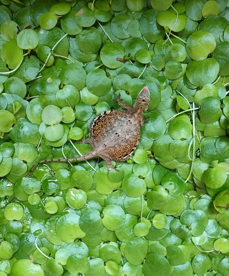 Flying lizard in the leaf stock photo. Image of green - 271980076