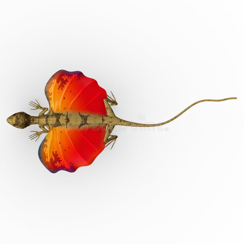 Flying Lizard stock illustration. Illustration of endemic - 50029357